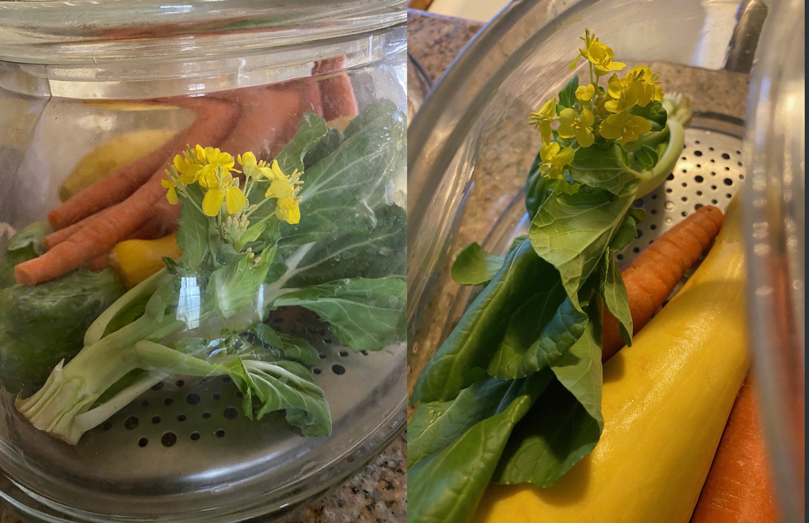 Testimonials and Blog | VeggiDome